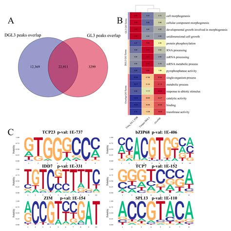 Ijms Free Full Text Integrating Atac Seq And Rna Seq Reveals The