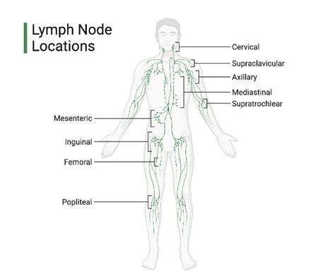 Lymph Node Locations Biorender Science Templates
