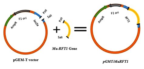 Ligation Of Pgem T Vector And The Rft1 Gene At The Sali And Psti