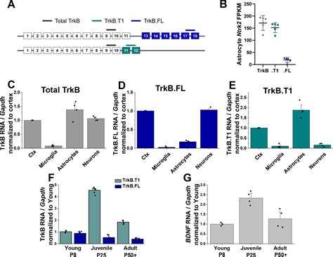 Figures And Data In Astrocyte Morphogenesis Is Dependent On Bdnf