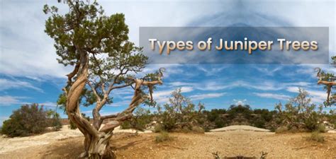 Types Of Juniper Trees Landscaping Ground Cover And Upright