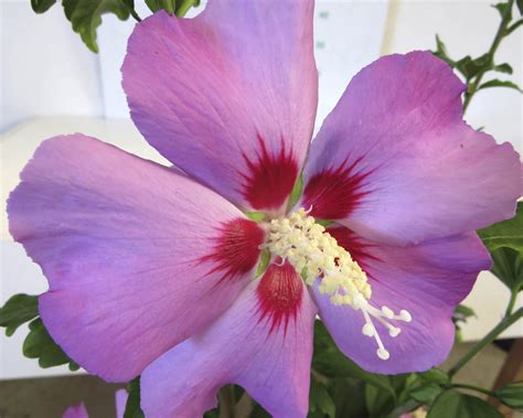 Hibiscus Syriacus Althea 5l 30 50