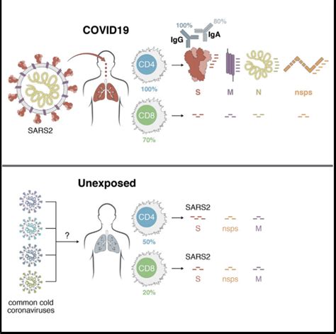 Do We Have More T Cell Immunity To Sars Cov 2 Than We Think Immunopaedia