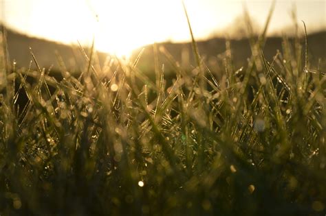 Free Images Water Nature Branch Dew Light Sun Sunset Field