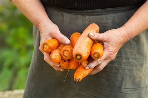 Premium Photo Bunch Of Carrots Pulled From The Vegetable Garden In