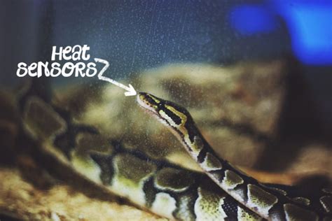 the ultimate ball python feeding troubleshooting guide