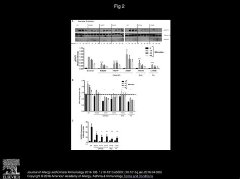 Elucidating The Effects Of Disease Causing Mutations On Stat3 Function