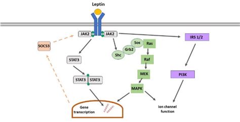 Leptin Receptors Encyclopedia Mdpi