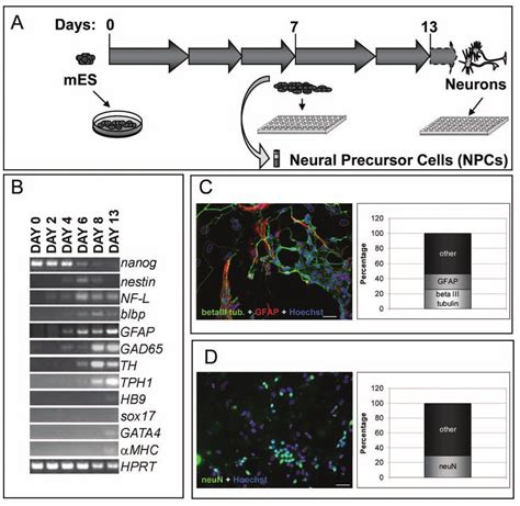 A Neural Differentiation Protocol Scheme The Protocol For Neuronal