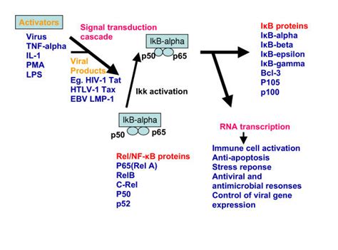 Illustration Of The Rel Nf κb Pathway In Response To Stimuli Such As