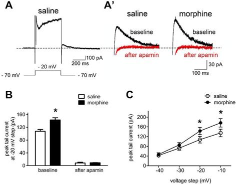 Decreased Neuronal Excitability In Medial Prefrontal Cortex During