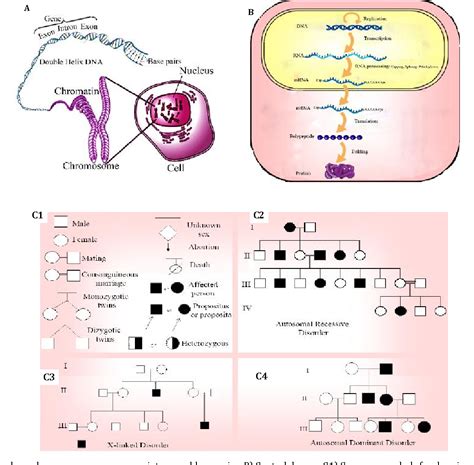 Figure 1 From An Overview Of Mutation Detection Methods In Genetic