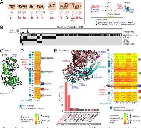 Figure 1 From Protein Structural Consequences Of Dna Mutational