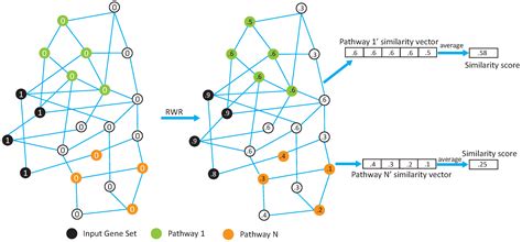 Genes Free Full Text Pathway Enrichment Analysis With Networks
