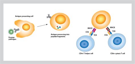 T Lymphocytes A Look At Their Role And Research Applications Allcells