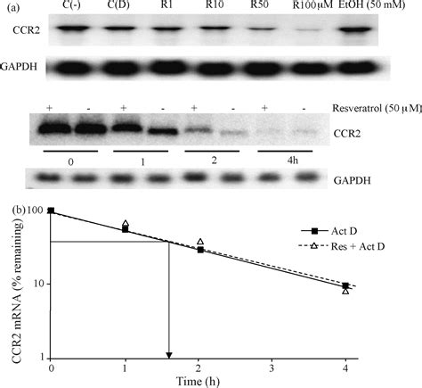 Resveratrol Inhibits Expression And Binding Activity Of The Monocyte
