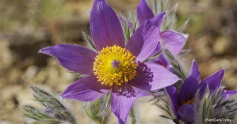 Pasque Flower Care How To Grow Pulsatilla Vulgaris