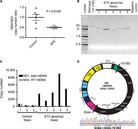 Induction Of Mtdna Deletion Mutation Accumulation By Gpa Treatment In