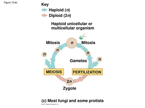 Meiosis And Sexual Life Cycles Ppt Download