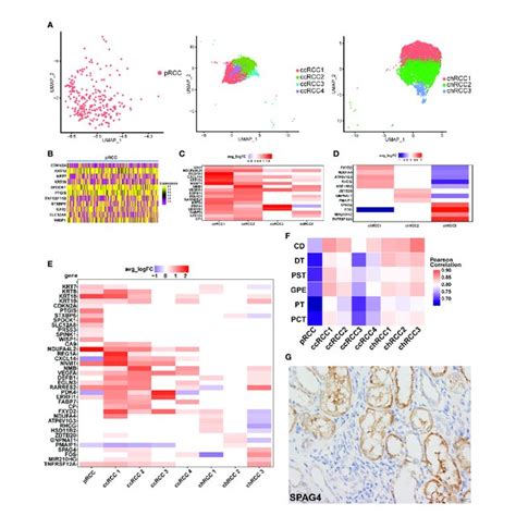 Scrna Seq Revealed Tumor Heterogeneity Of Rcc A Umap Plot Of The
