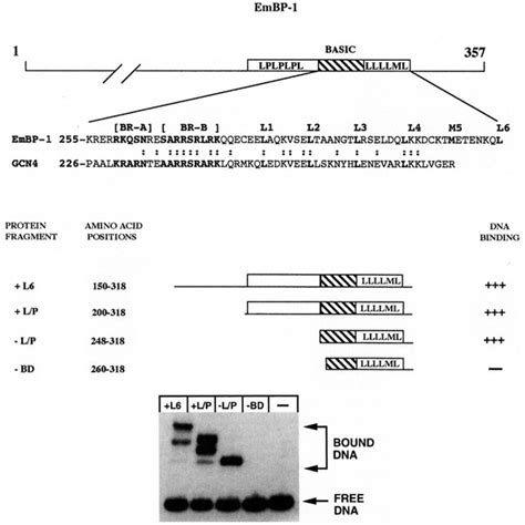 Pdf Molecular Characterization Of The Dna Binding And Dimerization