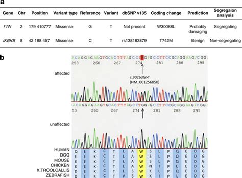 Identified Mutations By Exome Sequencing A We Performed Segregation
