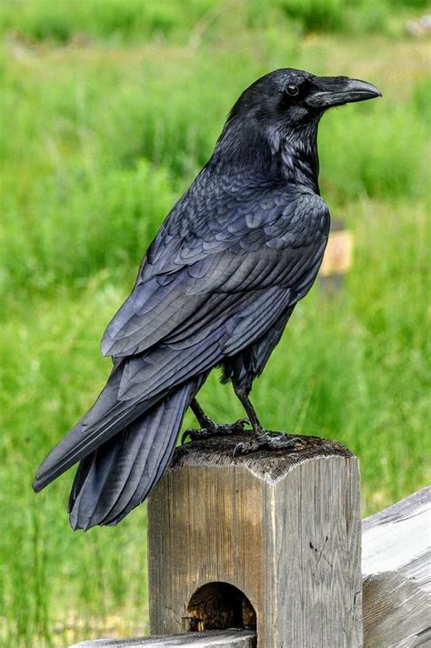 In Captivity Ravens Can Learn To Talk Better Than Some Parrots They