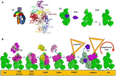 Alternative Pathway C3 Convertase A Structure And Domain