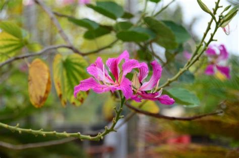 ヴェトナム・カンボジア旅行記（14） カンボジアの花 バスリコのつぶやき 楽天ブログ