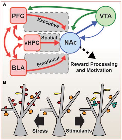 Cortico Basal Ganglia Reward Network A The Nucleus Accumbens Nac