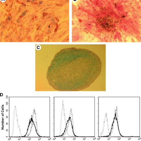 Human Islet Derived Precursor Cells Hipcs Are Capable Of