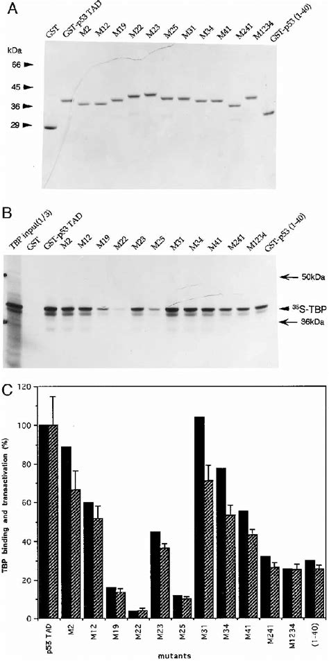 Direct Correlation Between The Binding Activity Of P53 Tad To Tbp And