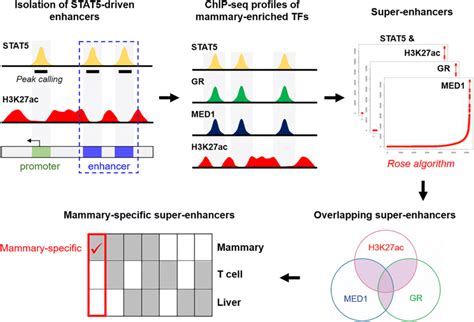 Identification Of Mammary Specific Super Enhancers Chip Seq