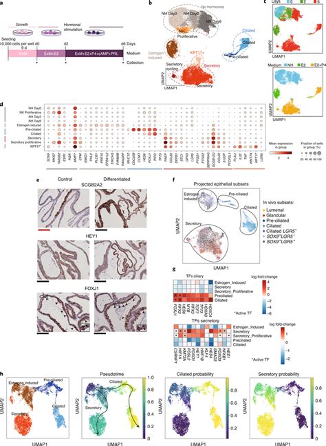 In Vitro Responses Of Endometrial Organoids To Ovarian Hormones Are