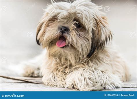 Raza De Shih Tzu Del Perro Con La Boca Abierta Imagen De Archivo