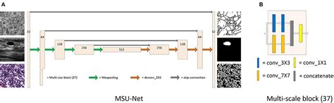 frontiers msu net multi scale u net for 2d medical image segmentation