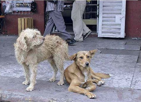 Perros Callejeros Problemas De Salud Pública Mexico Social