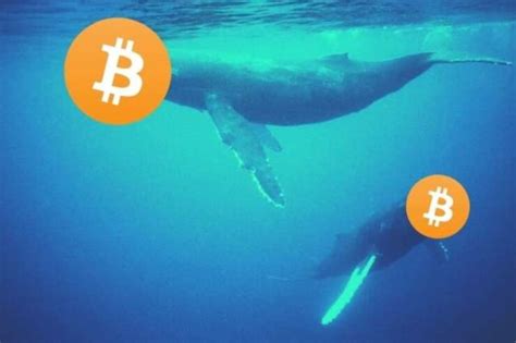 เจ้ามือยักษ์ใหญ่เข้าสะสม Bitcoin กว่า 67 000 Btc ตอนราคาเข้าใกล้ 42 000