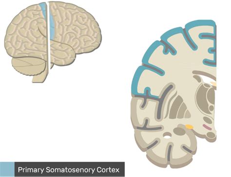 primary somatosensory cortex location and function getbodysmart
