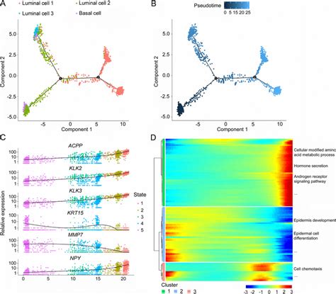 Reconstructing The Pseudotime Trajectory Of Cancer Cells Using Basal