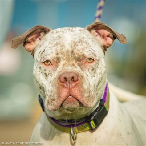 sprinkles villalobos rescue center