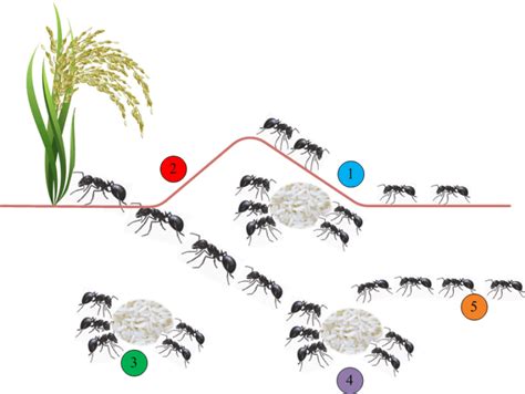 ant colony optimization aco algorithm to solve numericcal