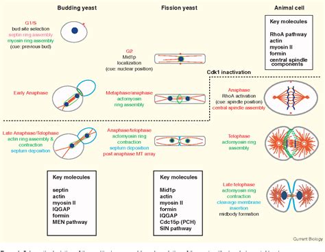 Comparative Analysis Of Cytokinesis In Budding Yeast Fission Yeast And