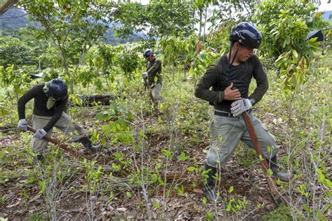 Erradican Más De 22 Mil Hectáreas De Hoja De Coca En Lo Que Va Del Año