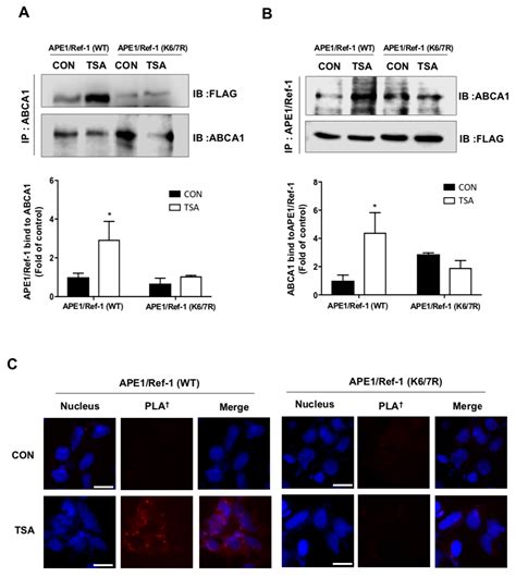 Ijms Free Full Text Atp Binding Cassette Transporter A1 Is Involved