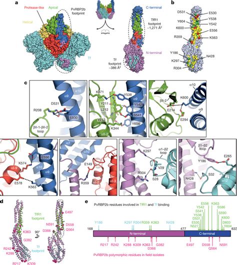 The Pvrbp2b Tfr1 Tf Interface A Surface Representation Of The