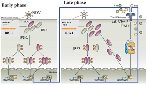 Rna Interference Ifn Response Review Invivogen