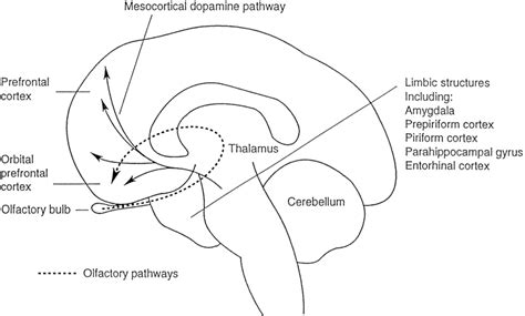 Medial View Of The Brain Showing Human Olfactory Pathways Download