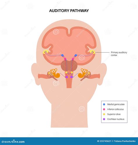 Auditory Pathway Diagram Stock Vector Illustration Of Science 233745621