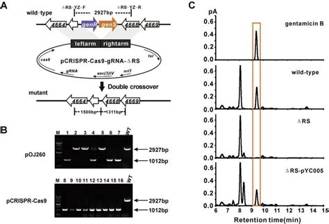 Construction And Hplc Cad Analysis Of Genr And Gens Knockout Strains